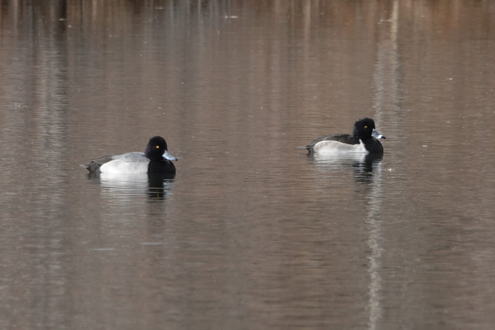 Male Lesser Scaup and Ring-Necked Ducks - Boulder Flying Circus Birders